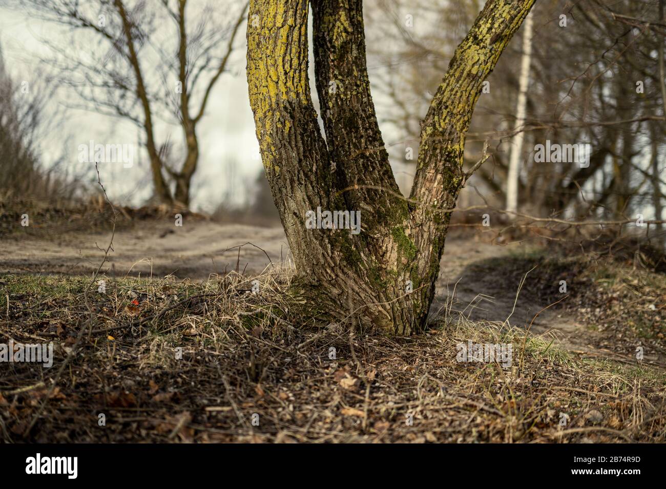 empty winter forest in winter with no snow and no tree leaves. park ...
