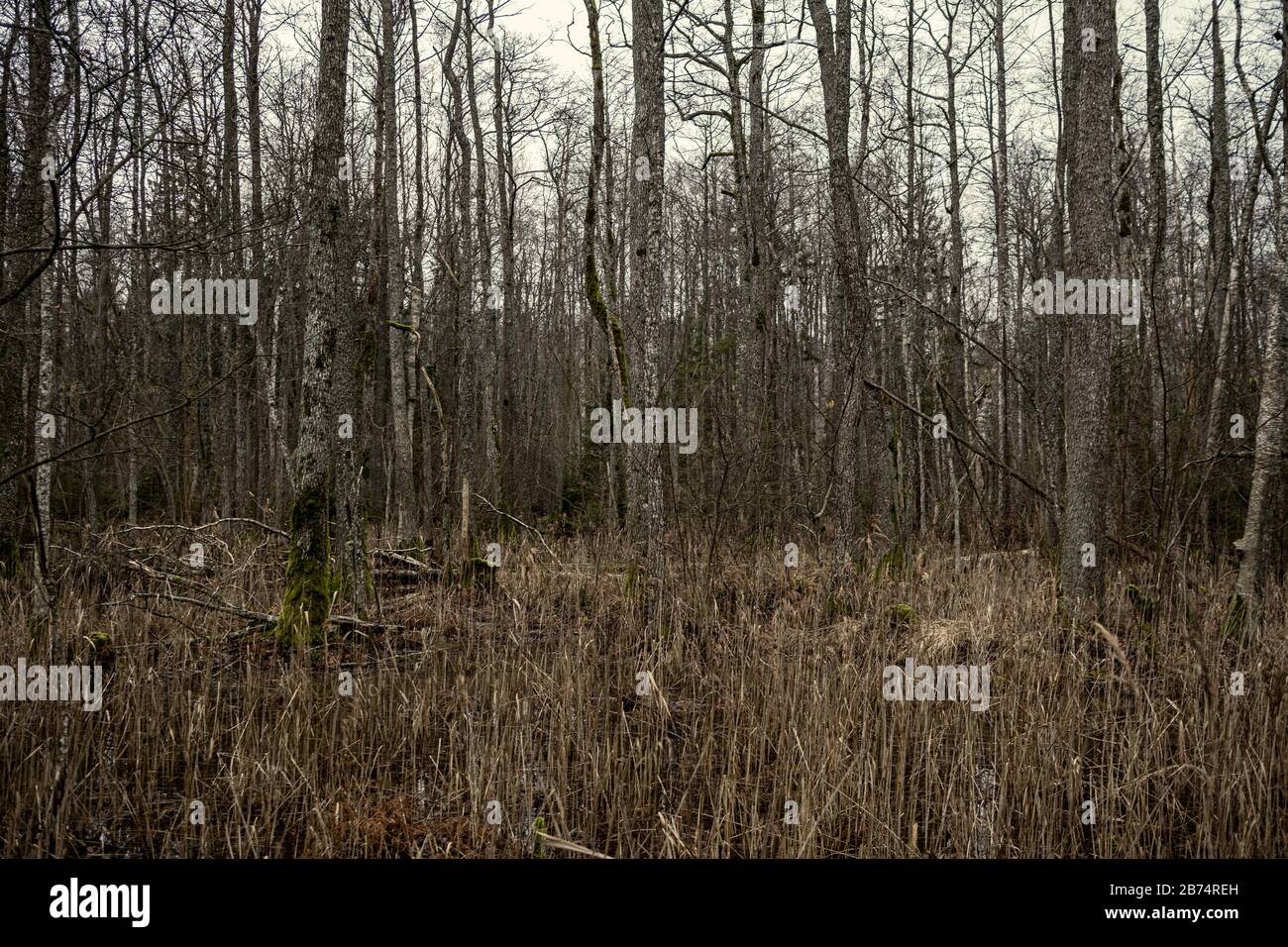 empty winter forest in winter with no snow and no tree leaves. park ...