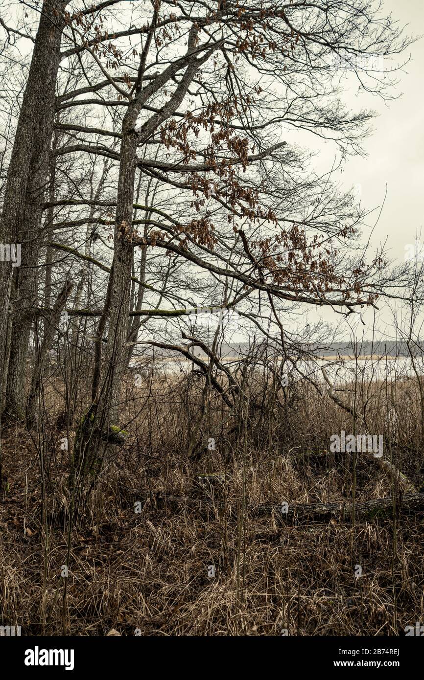 empty winter forest in winter with no snow and no tree leaves. park ...