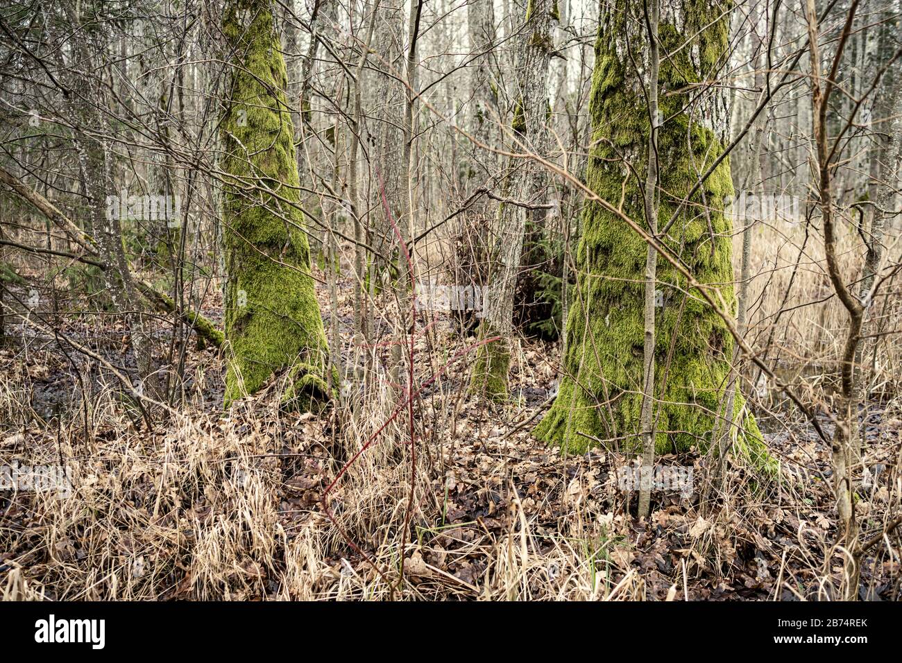 empty winter forest in winter with no snow and no tree leaves. park ...