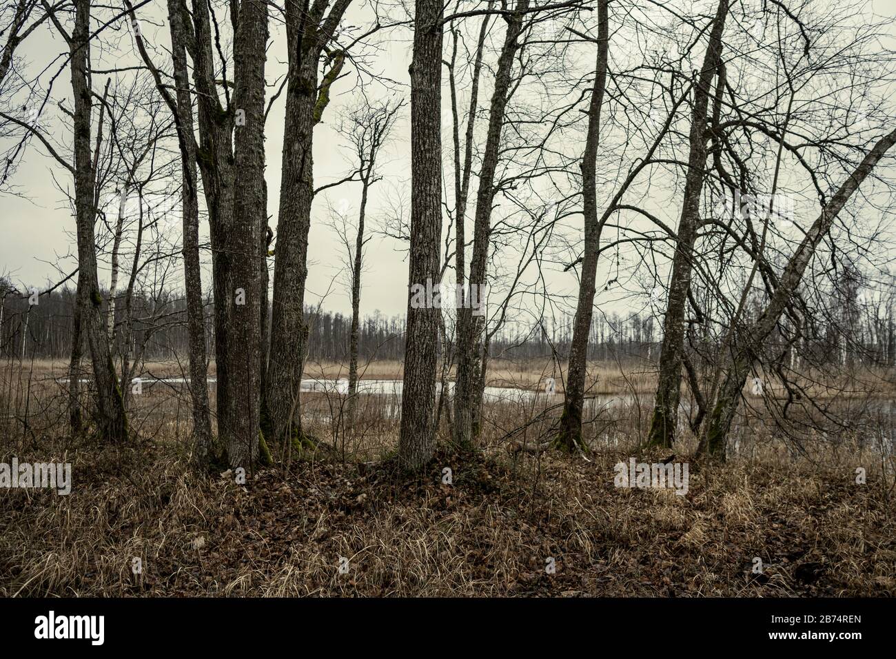 empty winter forest in winter with no snow and no tree leaves. park ...