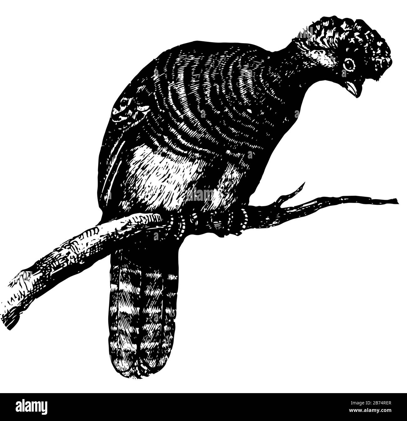 Curassow is a naturally very gentle and they readily yield to captivity ...