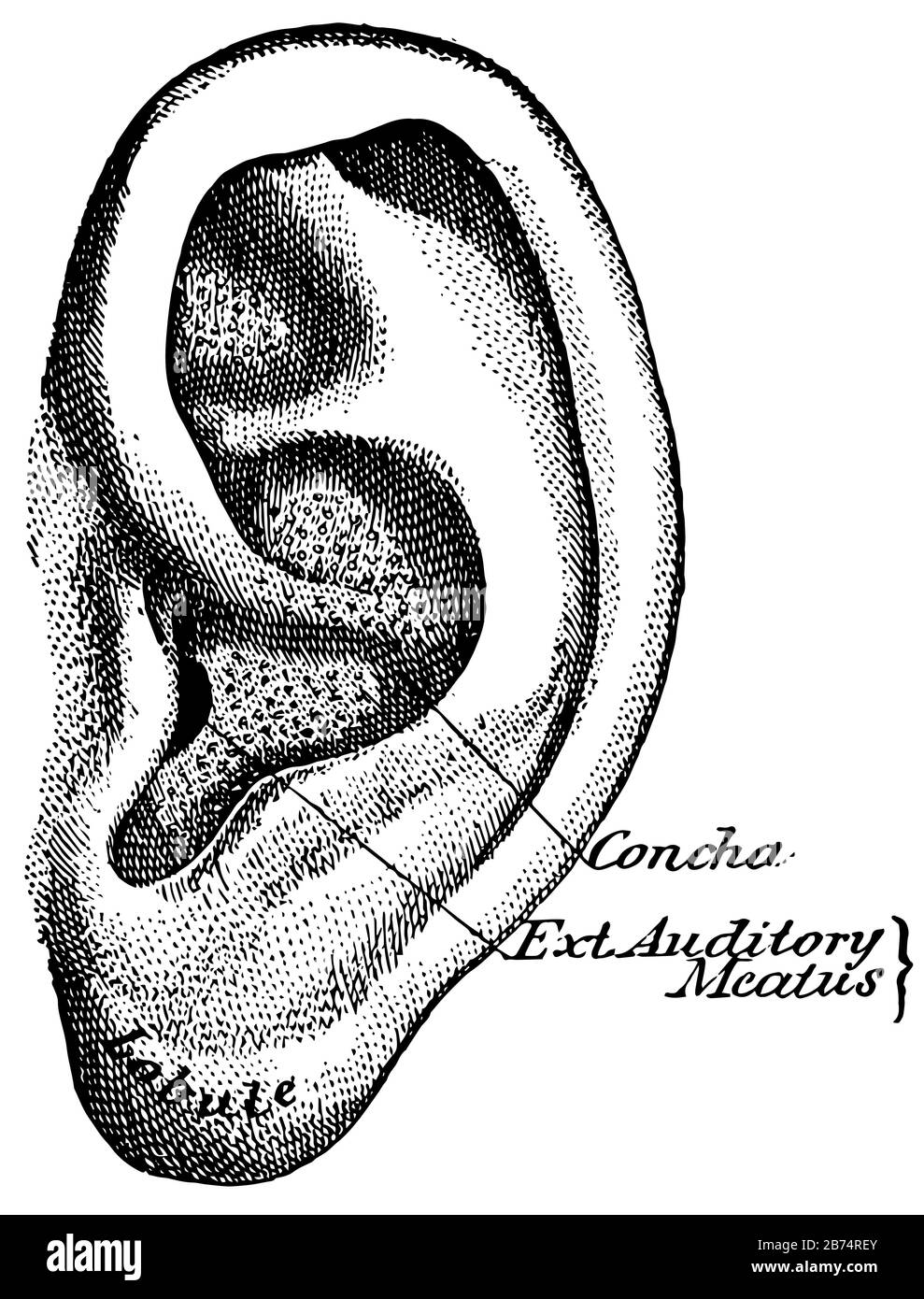 This illustration represents Pinna, vintage line drawing or engraving ...