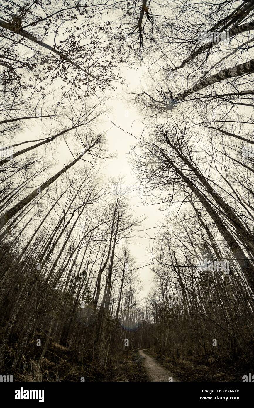 empty winter forest in winter with no snow and no tree leaves. park ...