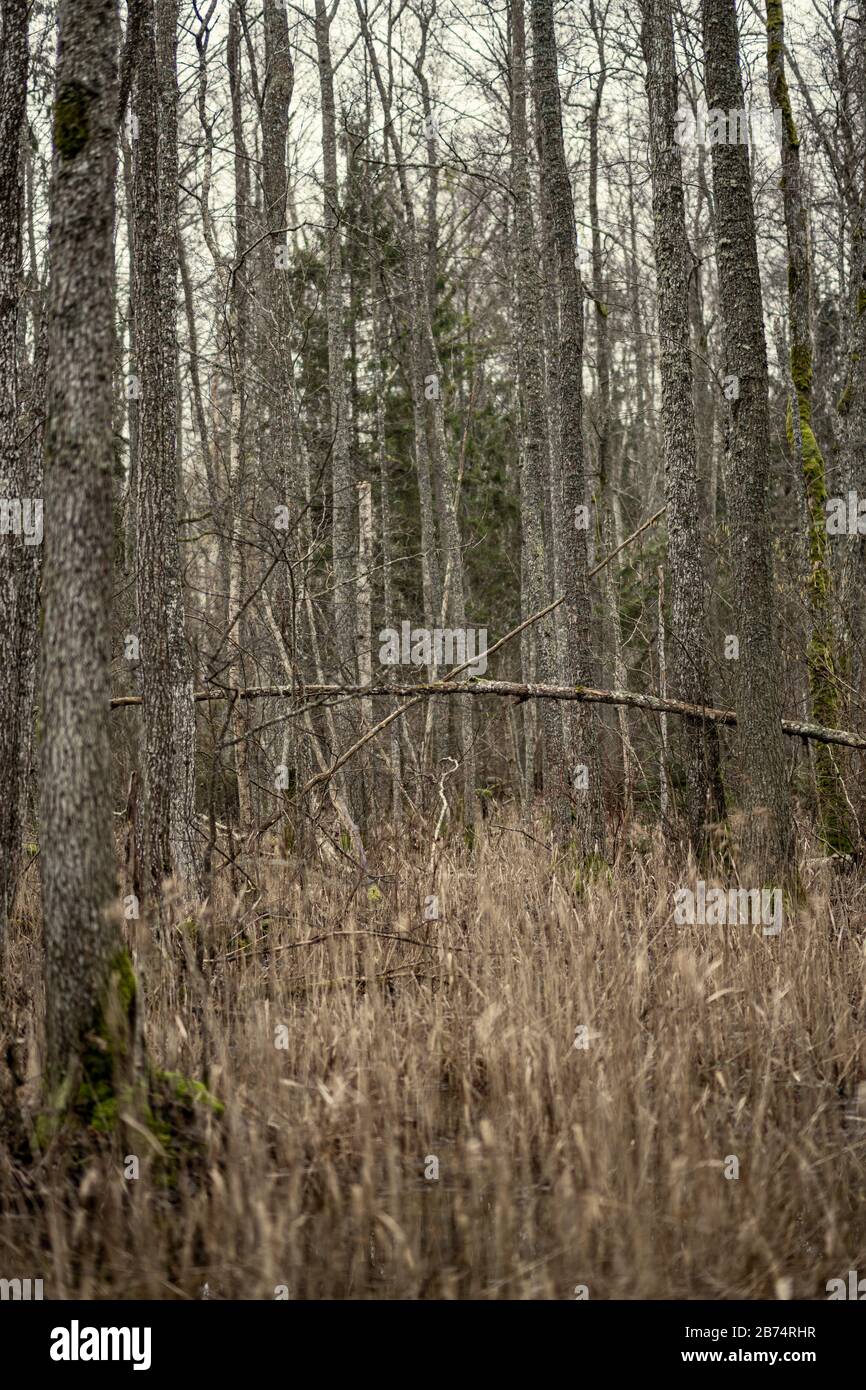 empty winter forest in winter with no snow and no tree leaves. park ...