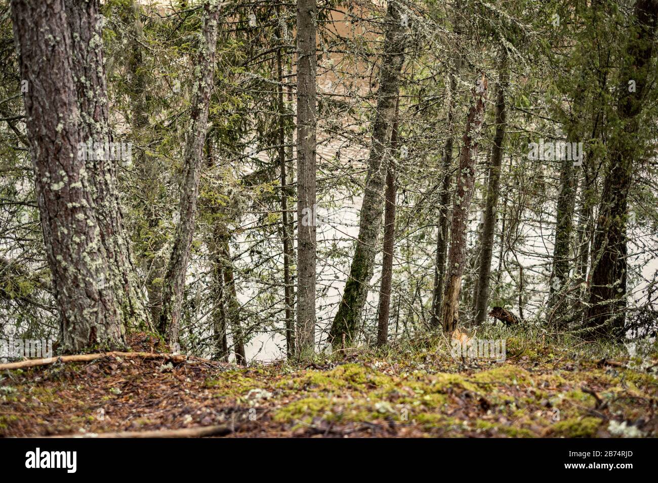empty winter forest in winter with no snow and no tree leaves. park ...