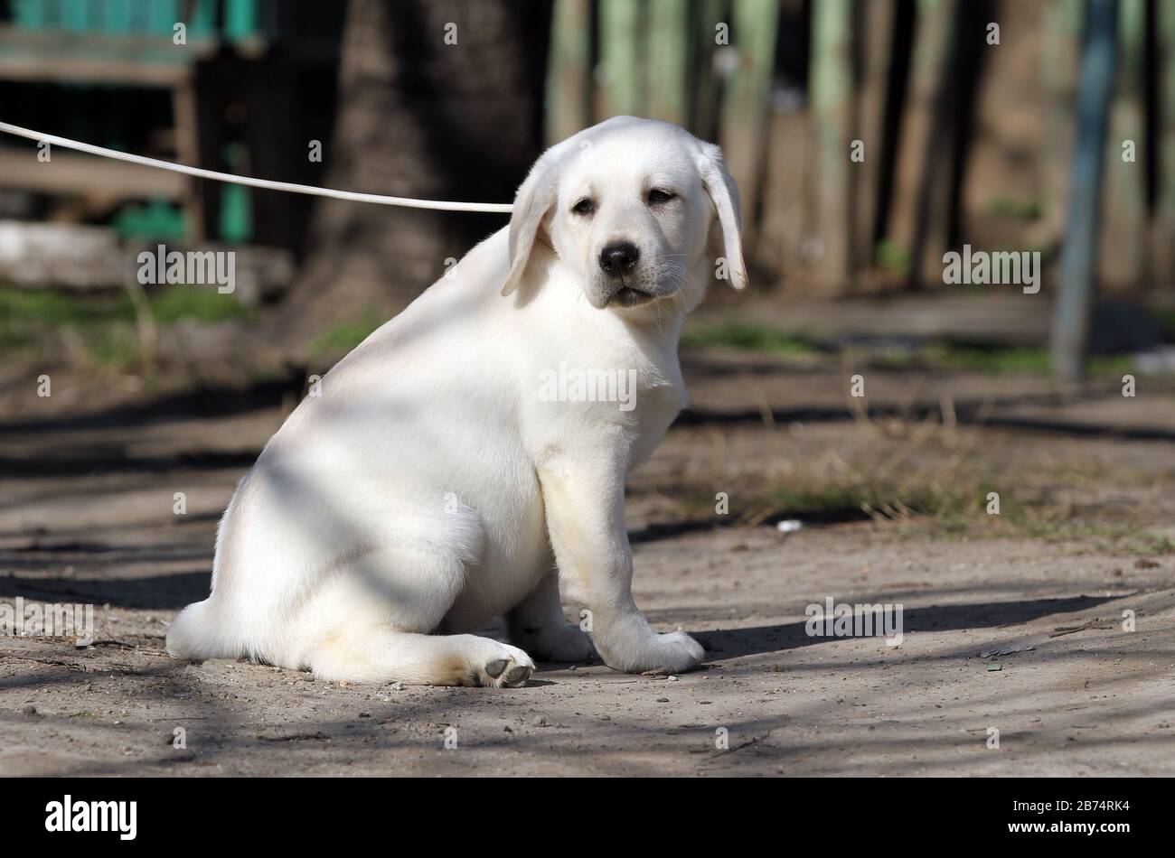 the sweet little labrador puppy on a blue background Stock Photo - Alamy