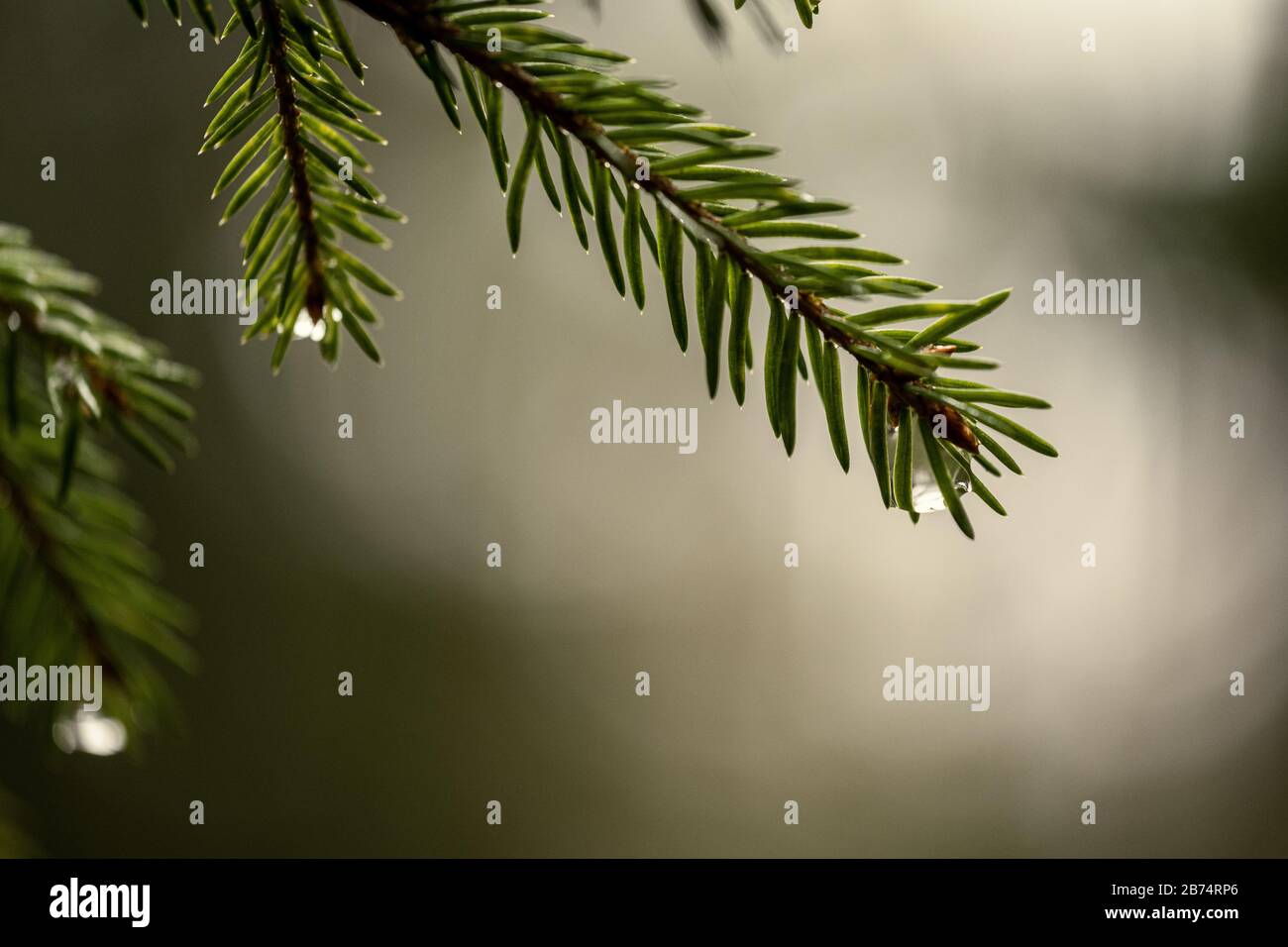 fresh green spruce tree leaves in forest with blur background Stock ...