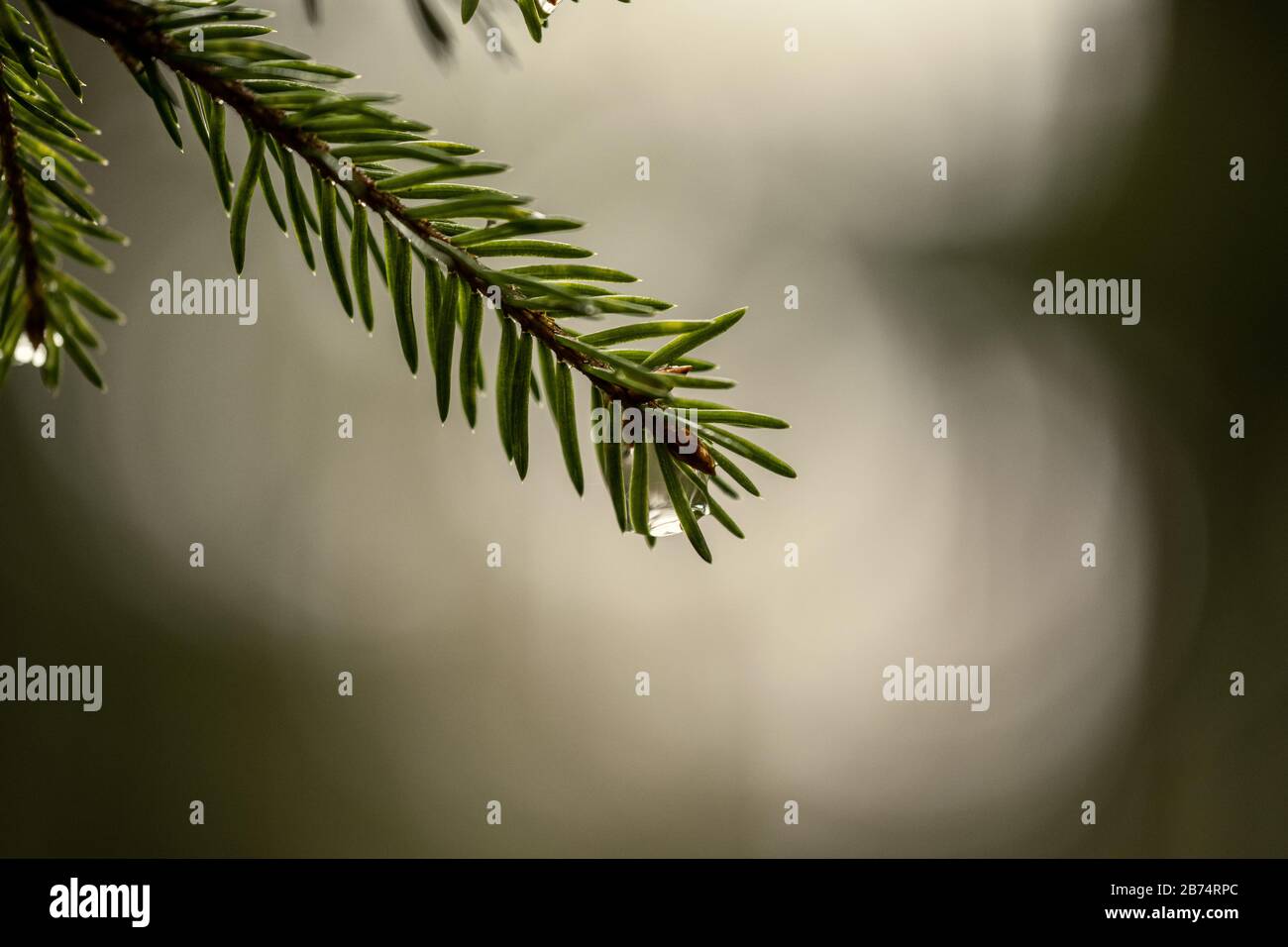 fresh green spruce tree leaves in forest with blur background Stock ...