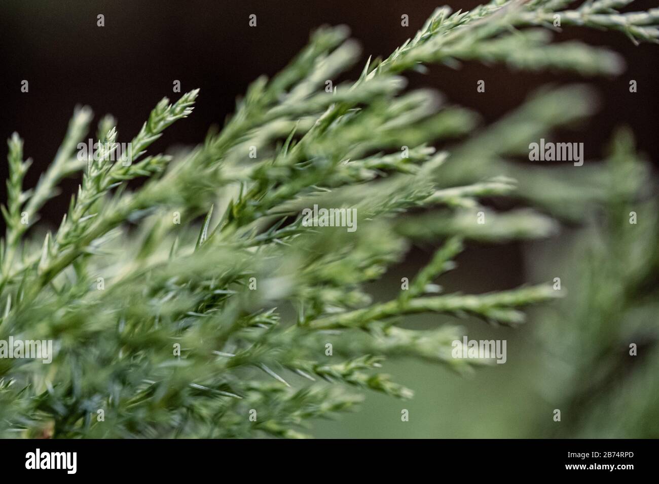 fresh green spruce tree leaves in forest with blur background Stock ...