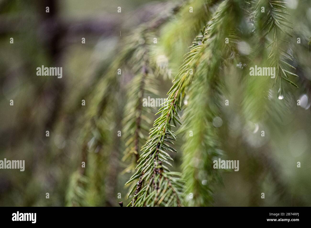 fresh green spruce tree leaves in forest with blur background Stock Photo - Alamy