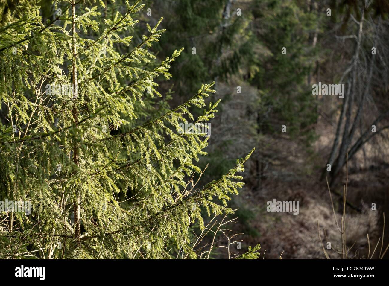 empty winter forest in winter with no snow and no tree leaves. park ...
