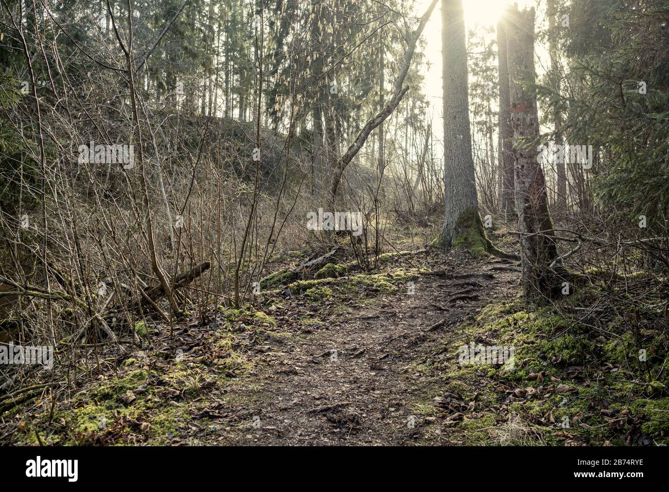 empty winter forest in winter with no snow and no tree leaves. park ...