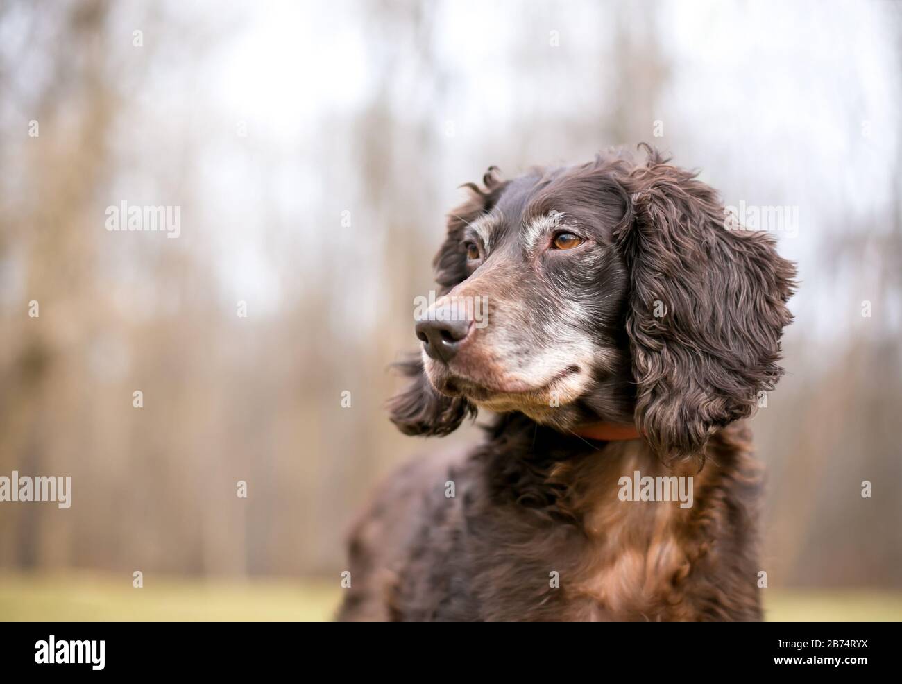 Brown cocker spaniel hi-res stock photography and images - Alamy
