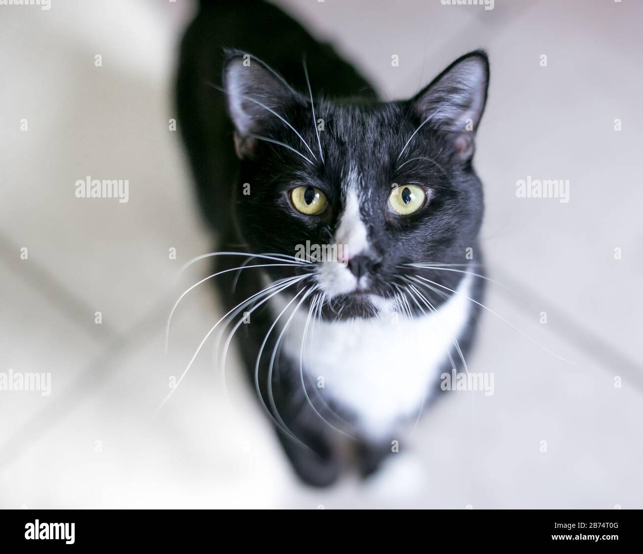 Long white whiskers hi-res stock photography and images - Alamy