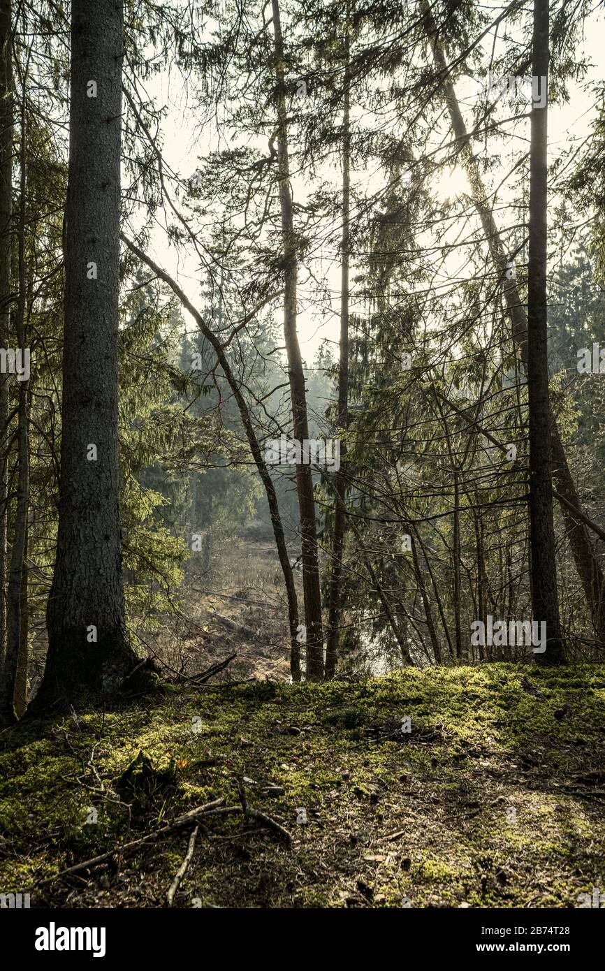 empty winter forest in winter with no snow and no tree leaves. park ...