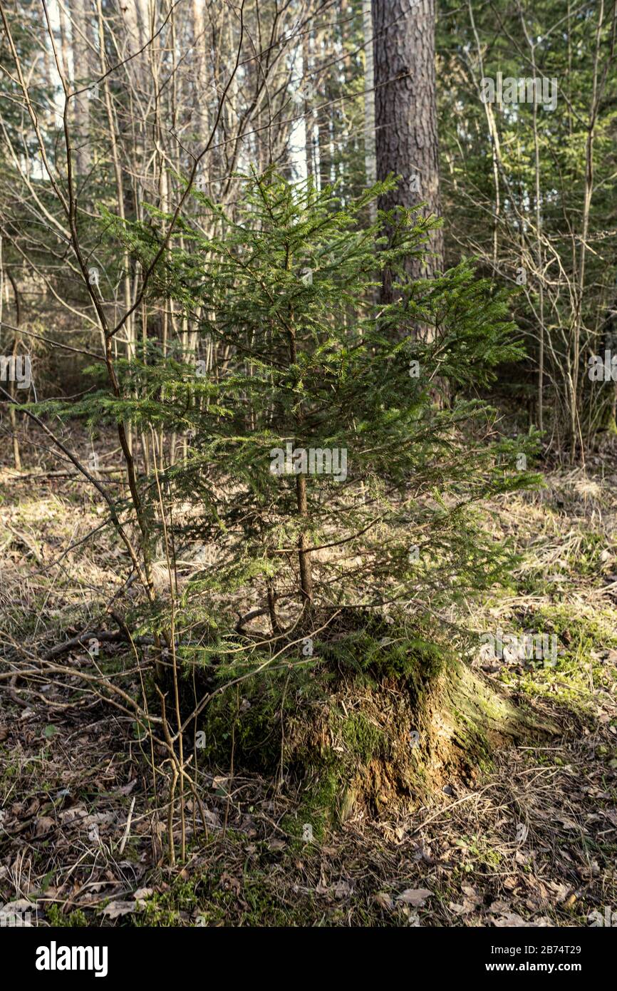 empty winter forest in winter with no snow and no tree leaves. park ...