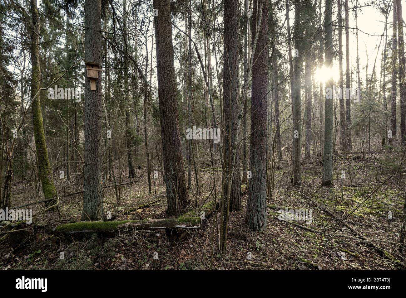 empty winter forest in winter with no snow and no tree leaves. park ...