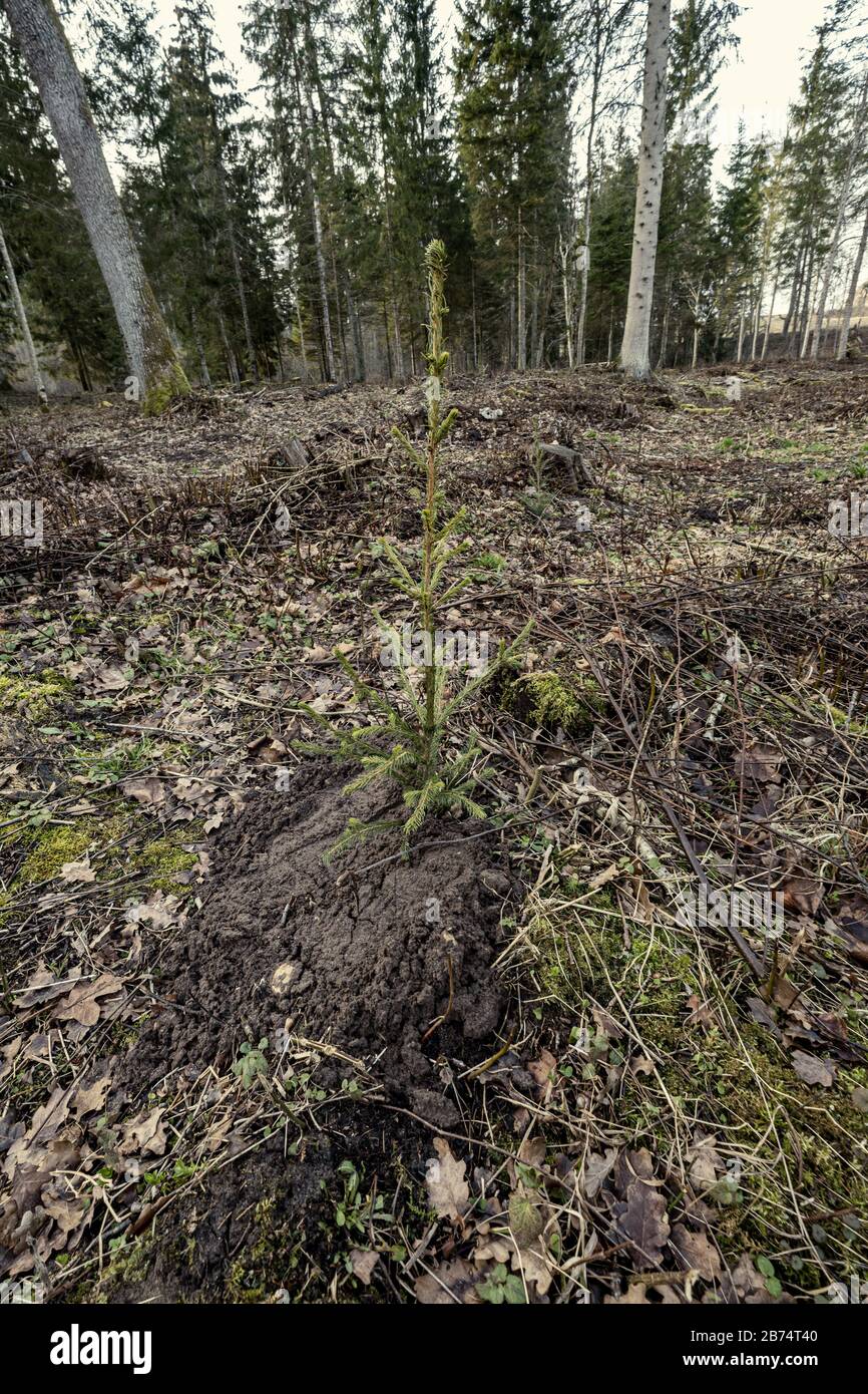 empty winter forest in winter with no snow and no tree leaves. park ...