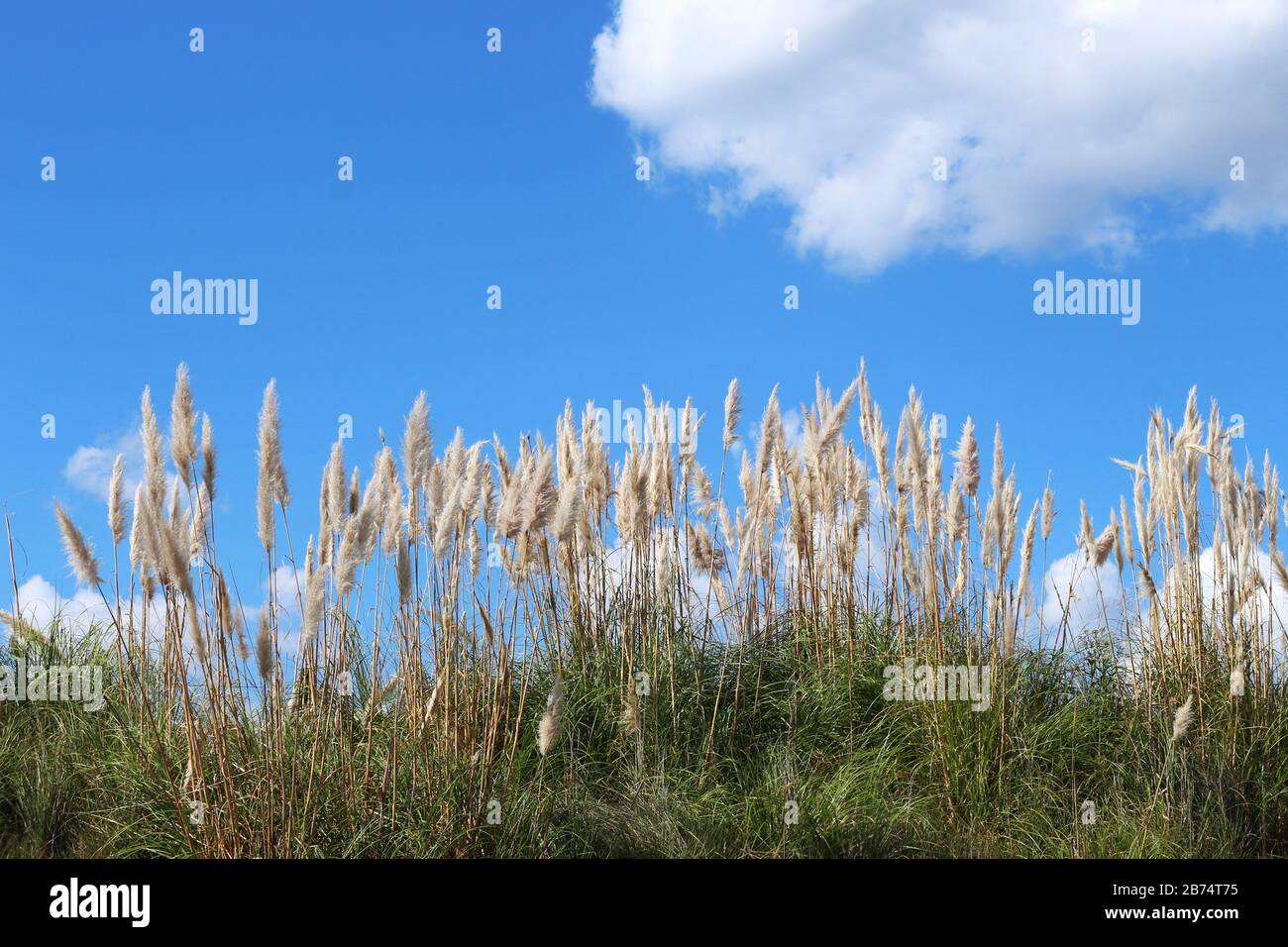 Pampas Brazil High Resolution Stock Photography and Images - Alamy