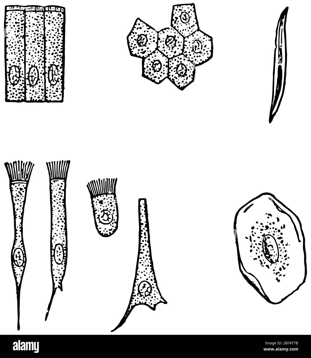 Epithelial Cell Shape