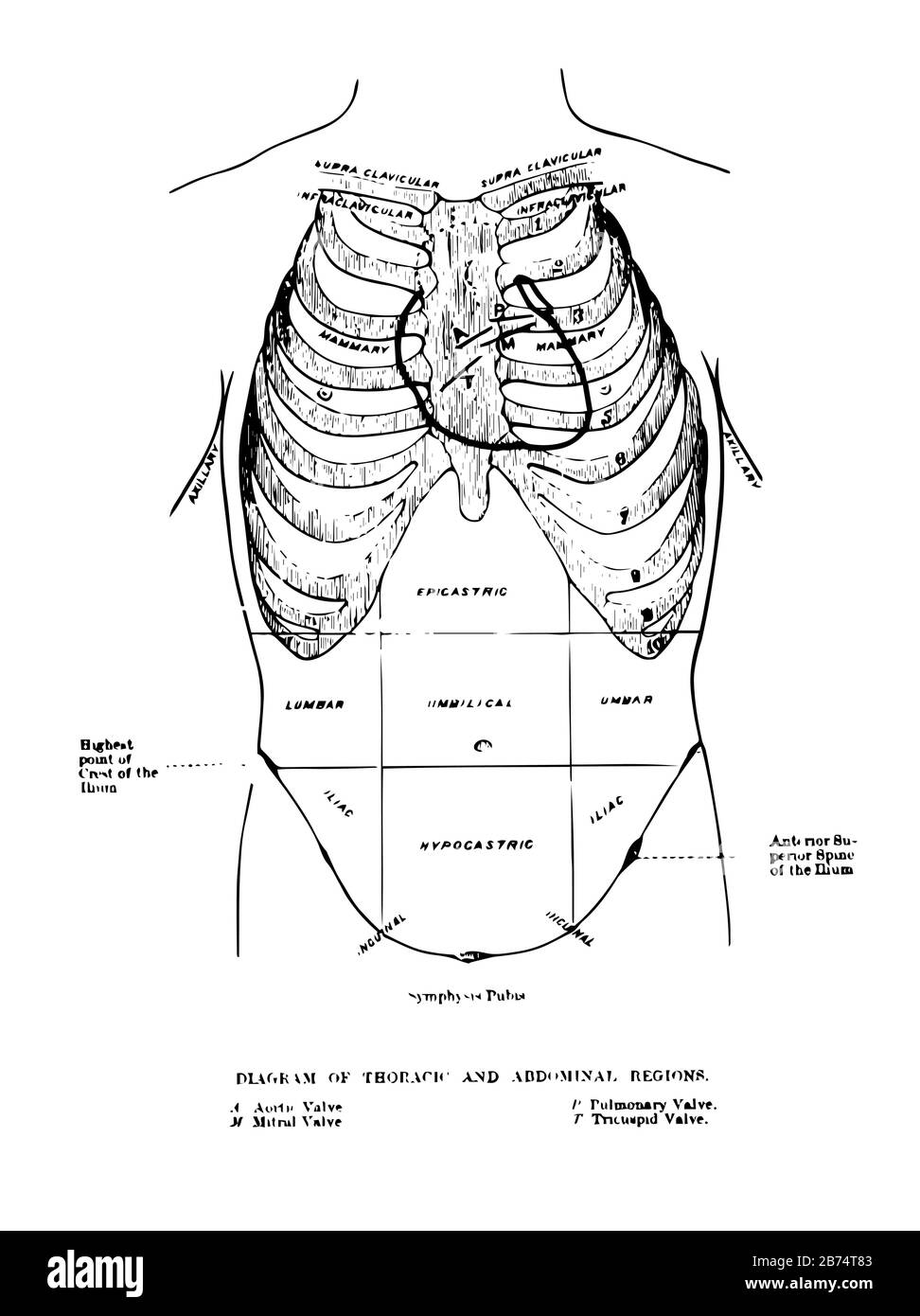 Abdominal Regions