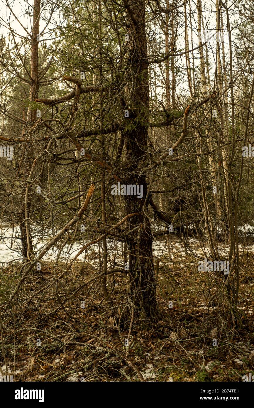 empty winter forest in winter with no snow and no tree leaves. park ...