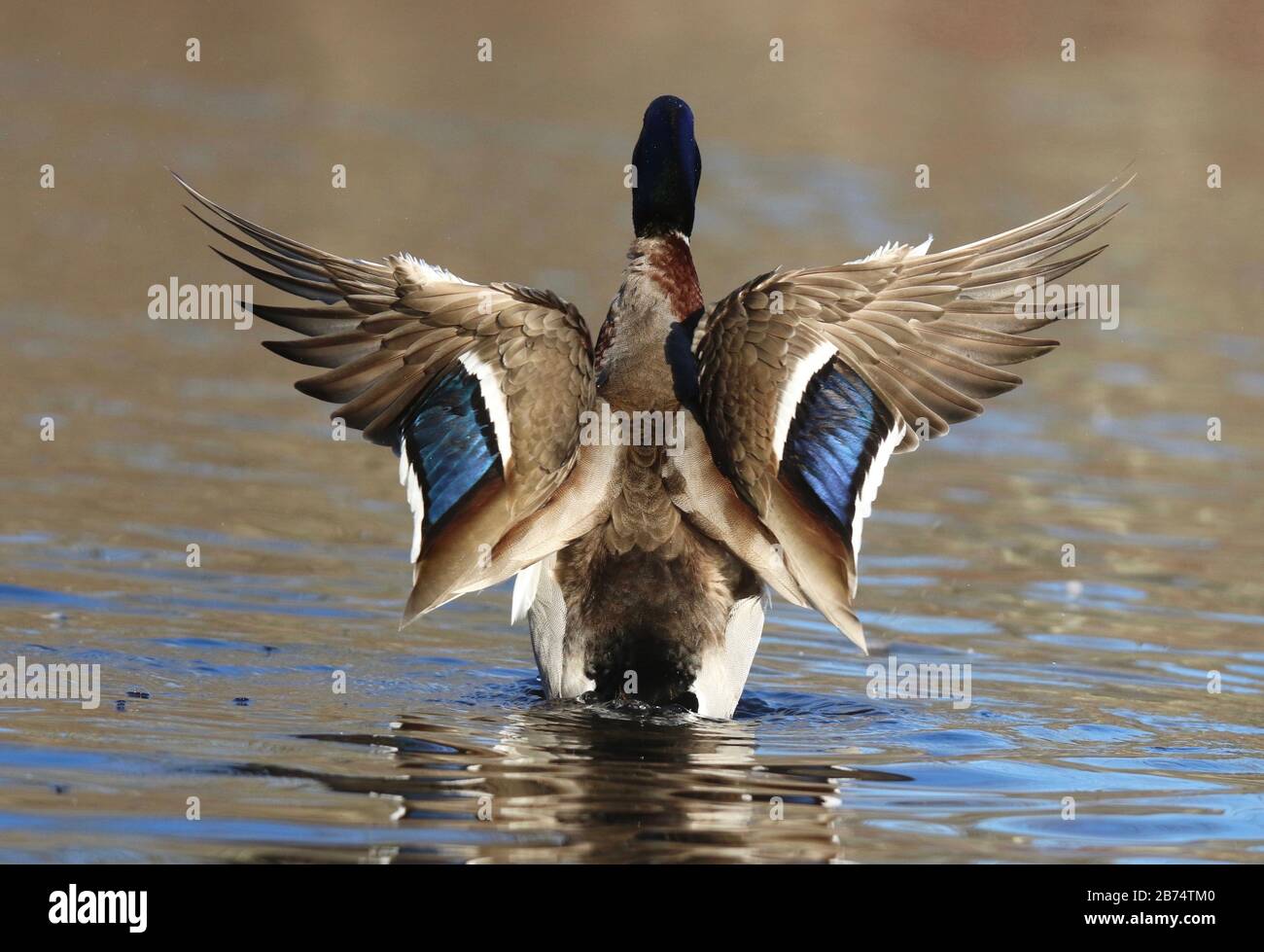 Mallard secondaries hi-res stock photography and images - Alamy