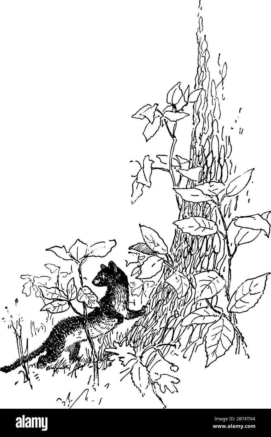 Weasel with leaves in this frame, vintage line drawing or engraving ...