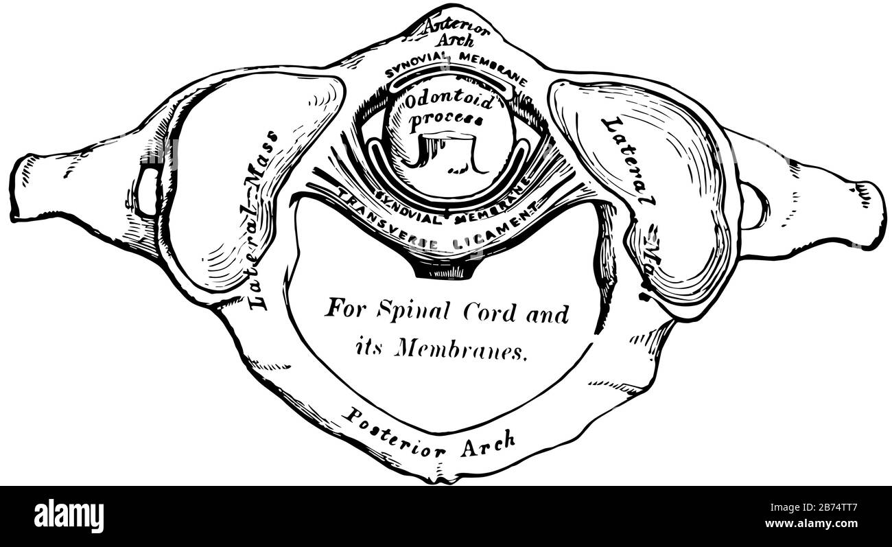 This illustration represents Odontoid Process, vintage line drawing or ...