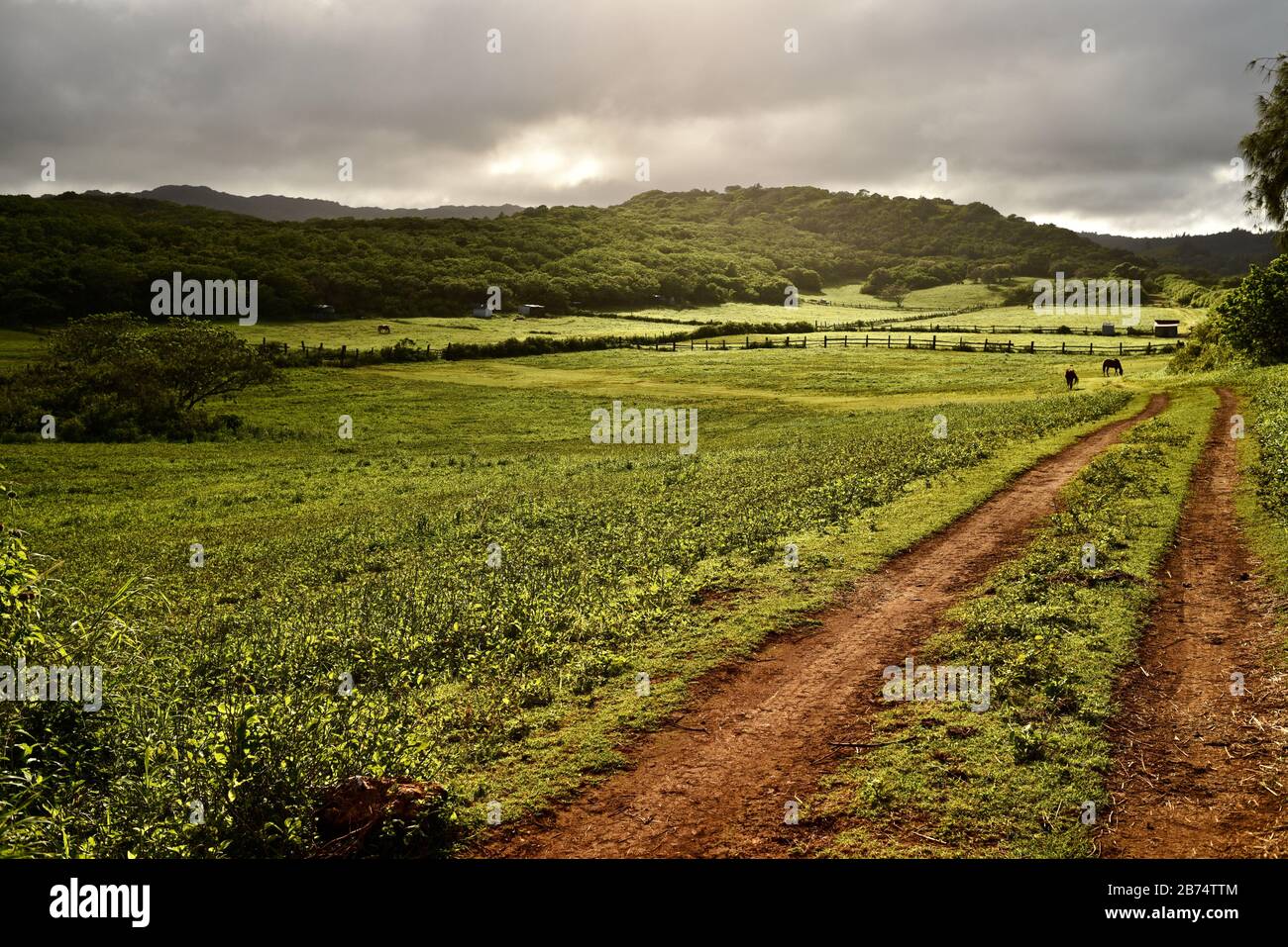 Cattle ranching hawaii hi-res stock photography and images - Alamy