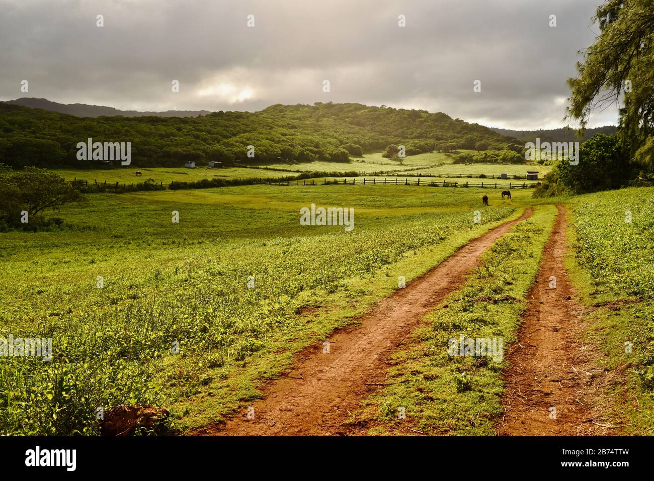 Cattle ranching hawaii hi-res stock photography and images - Alamy