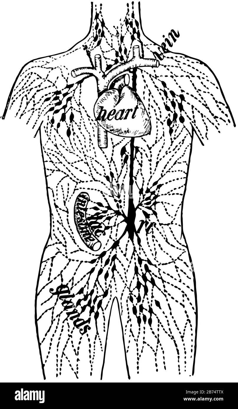 This illustration represents Lymph Vessels, vintage line drawing or ...
