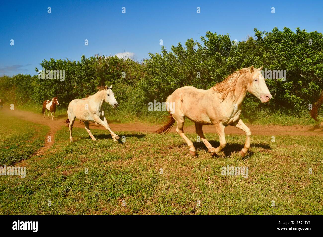 Beautiful herd of galloping horses, kicking up dust, following trail to ...