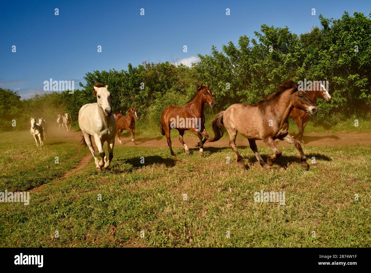 Beautiful herd of galloping horses, kicking up dust, following trail to ...