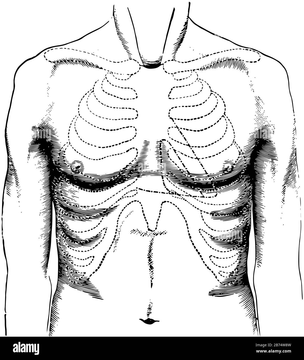 Interspaces Stock Vector Images - Alamy
