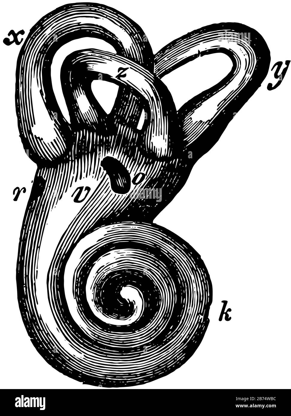 This illustration represents The Cochlea and Passages of the Ear ...