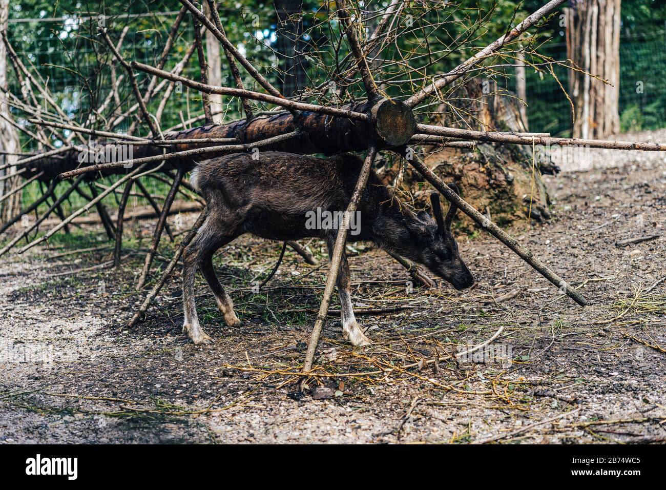 Goat walking under a broken tree on the ground Stock Photo - Alamy