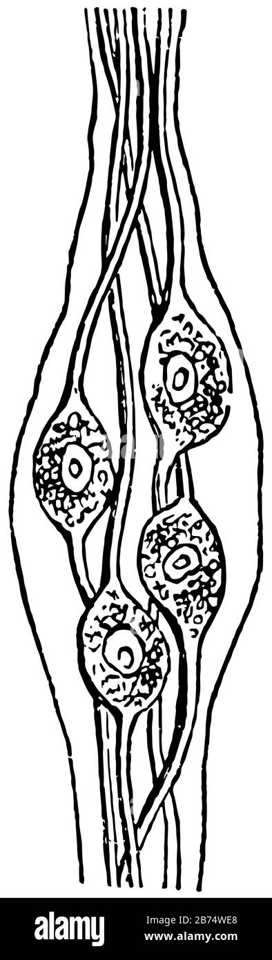This illustration represents Nerve Cells, vintage line drawing or ...