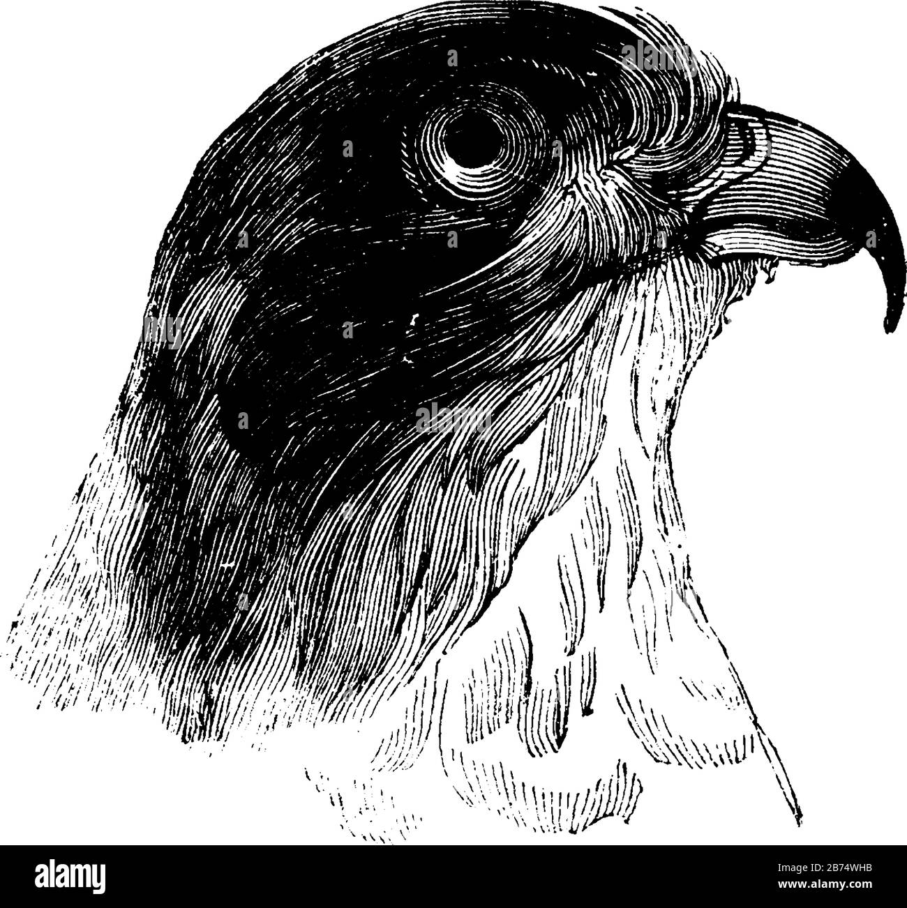 This illustration represents American Sparrowhawk, vintage line drawing ...