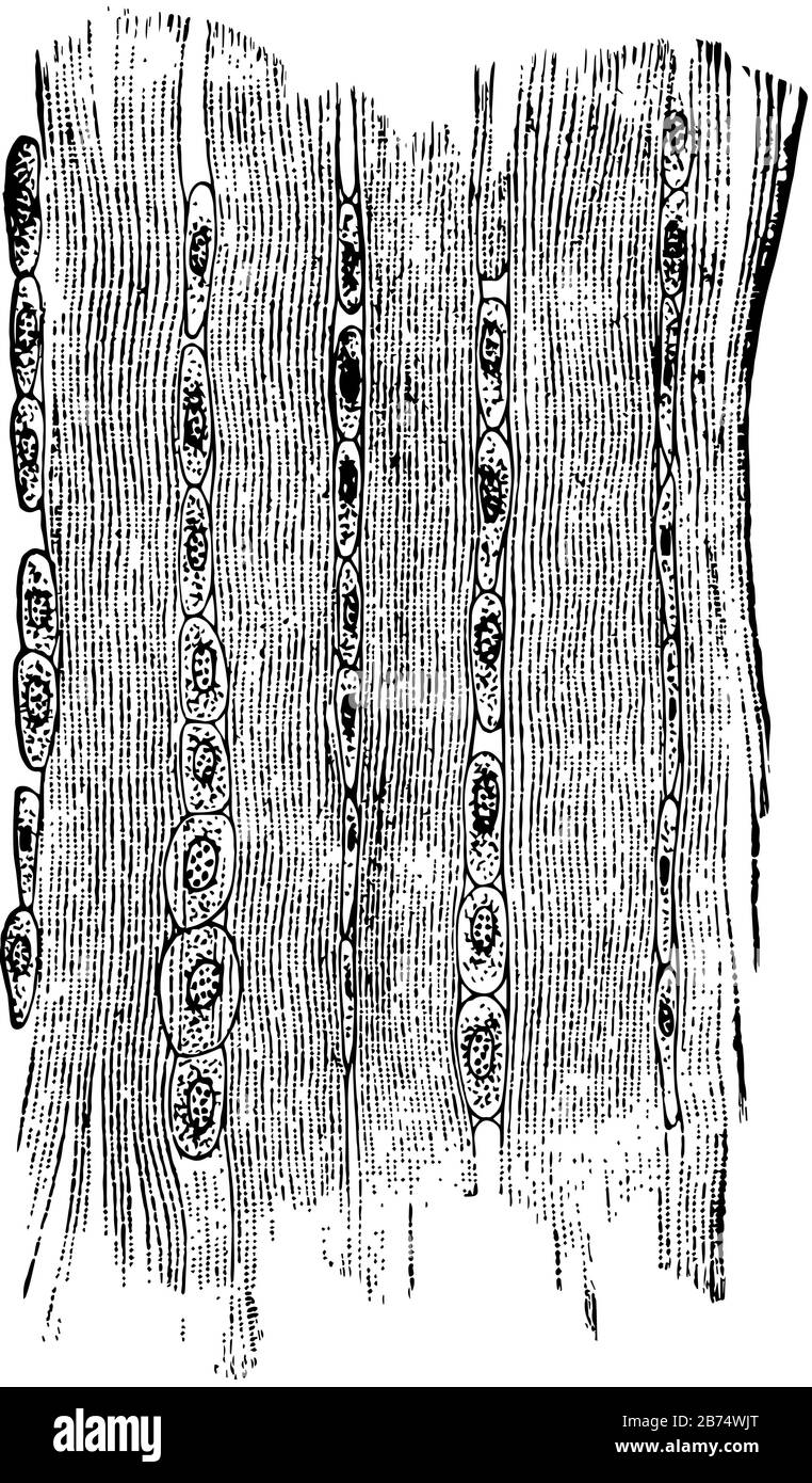Tendon Tissue Drawing
