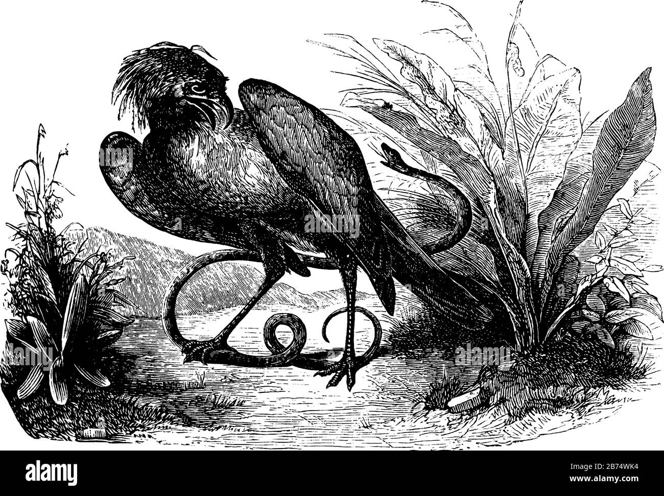 Drawing vulture vector vectors hi-res stock photography and images - Alamy