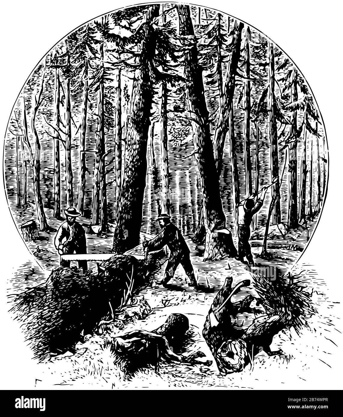 This illustration represents Loggers in which a person who fells trees ...