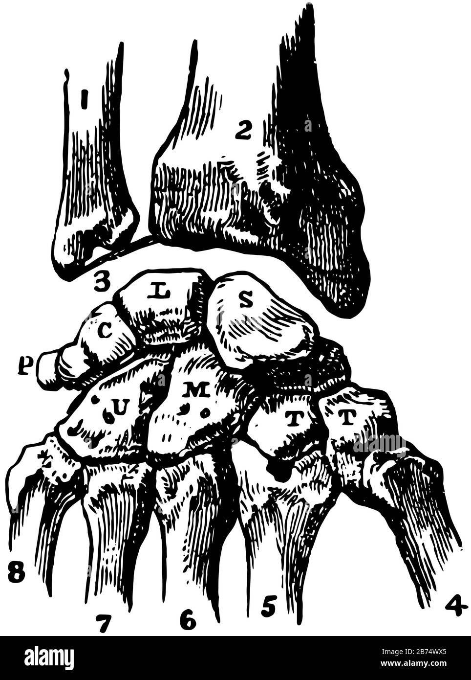 This illustration represents Bones of the Carpus, vintage line drawing ...