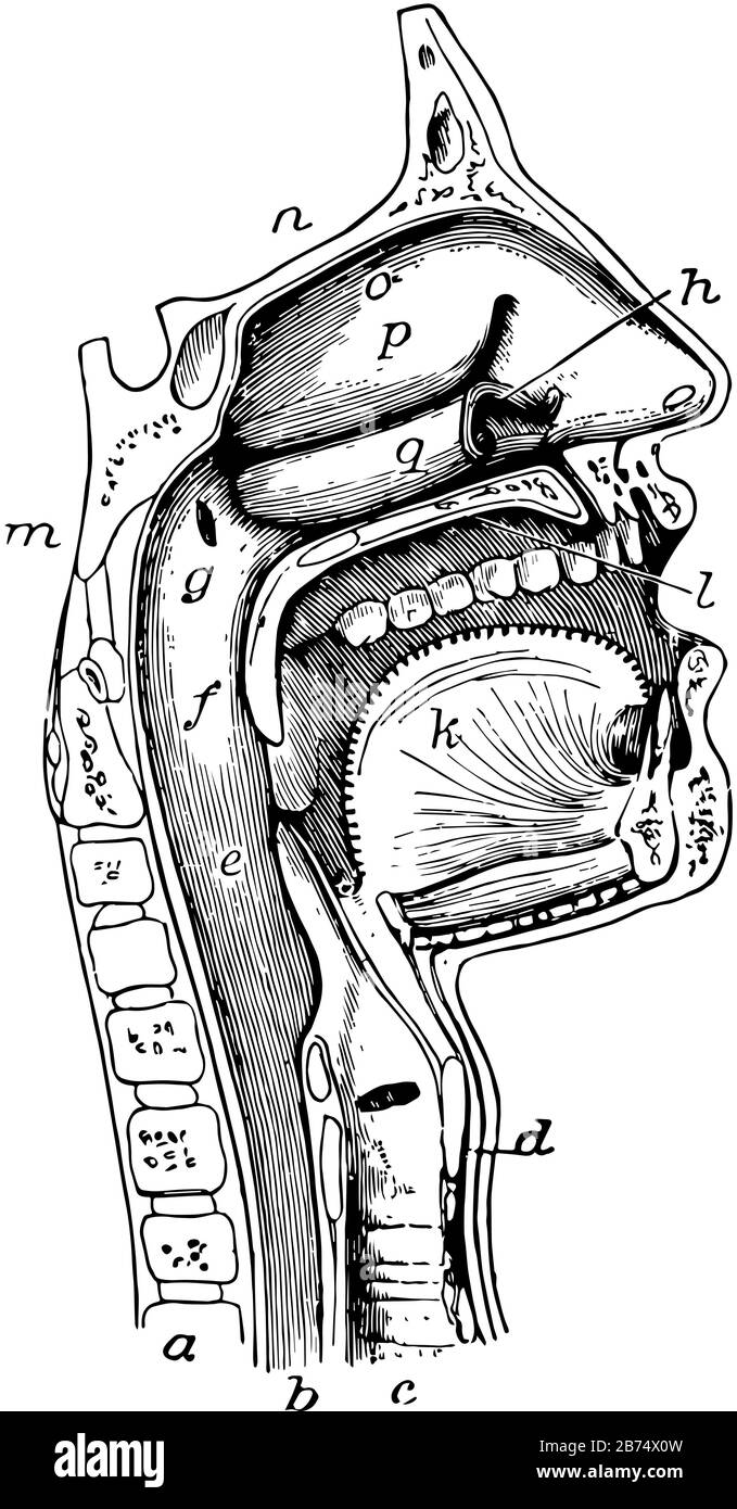 This diagram represents Mouth, vintage line drawing or engraving ...