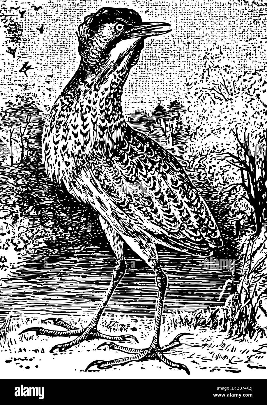 Bittern having the feathers of the neck loose and divided, vintage line ...