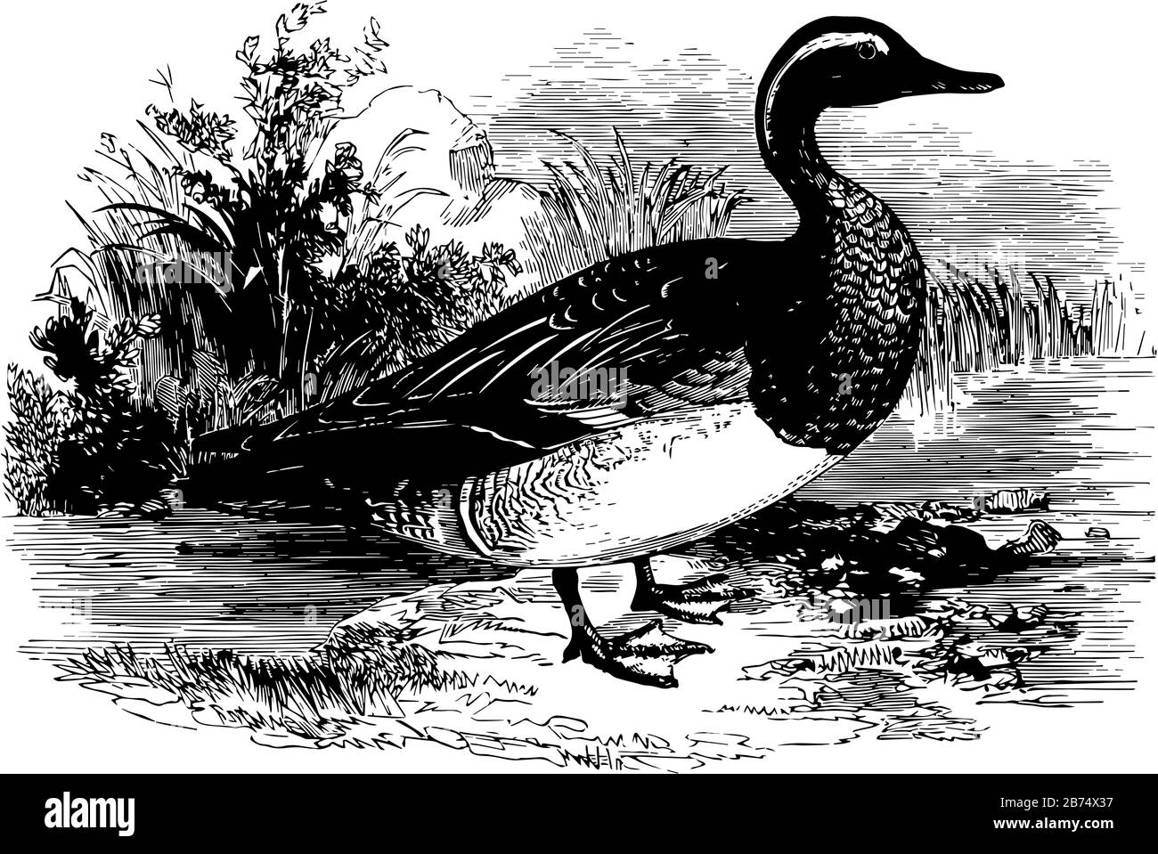 Garganey Stock Vector Images - Alamy