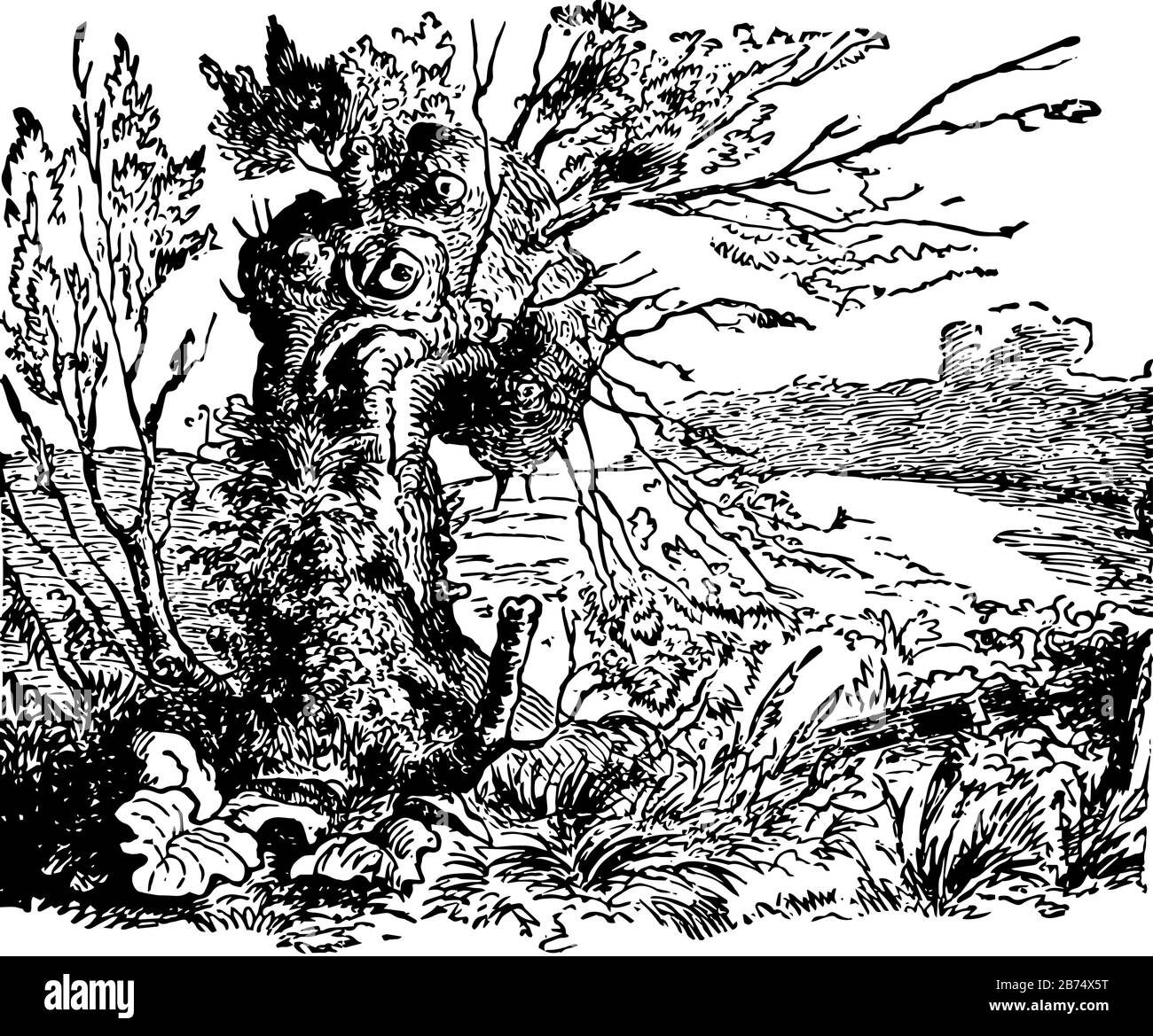 The Buckwheat, this picture shows one tree is falling down, vintage ...