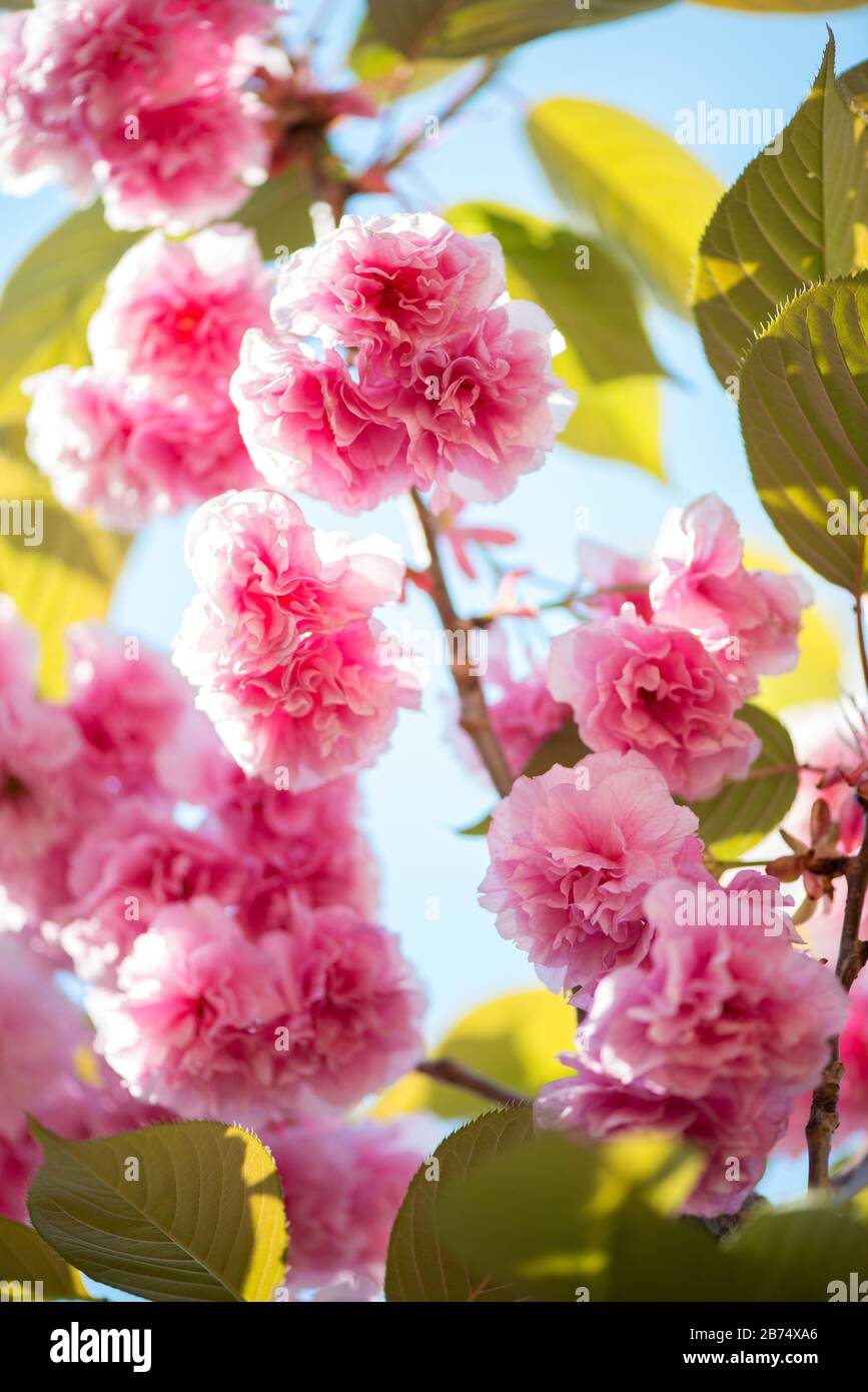 Beautiful cherry blossom , pink sakura flower on nature background ...
