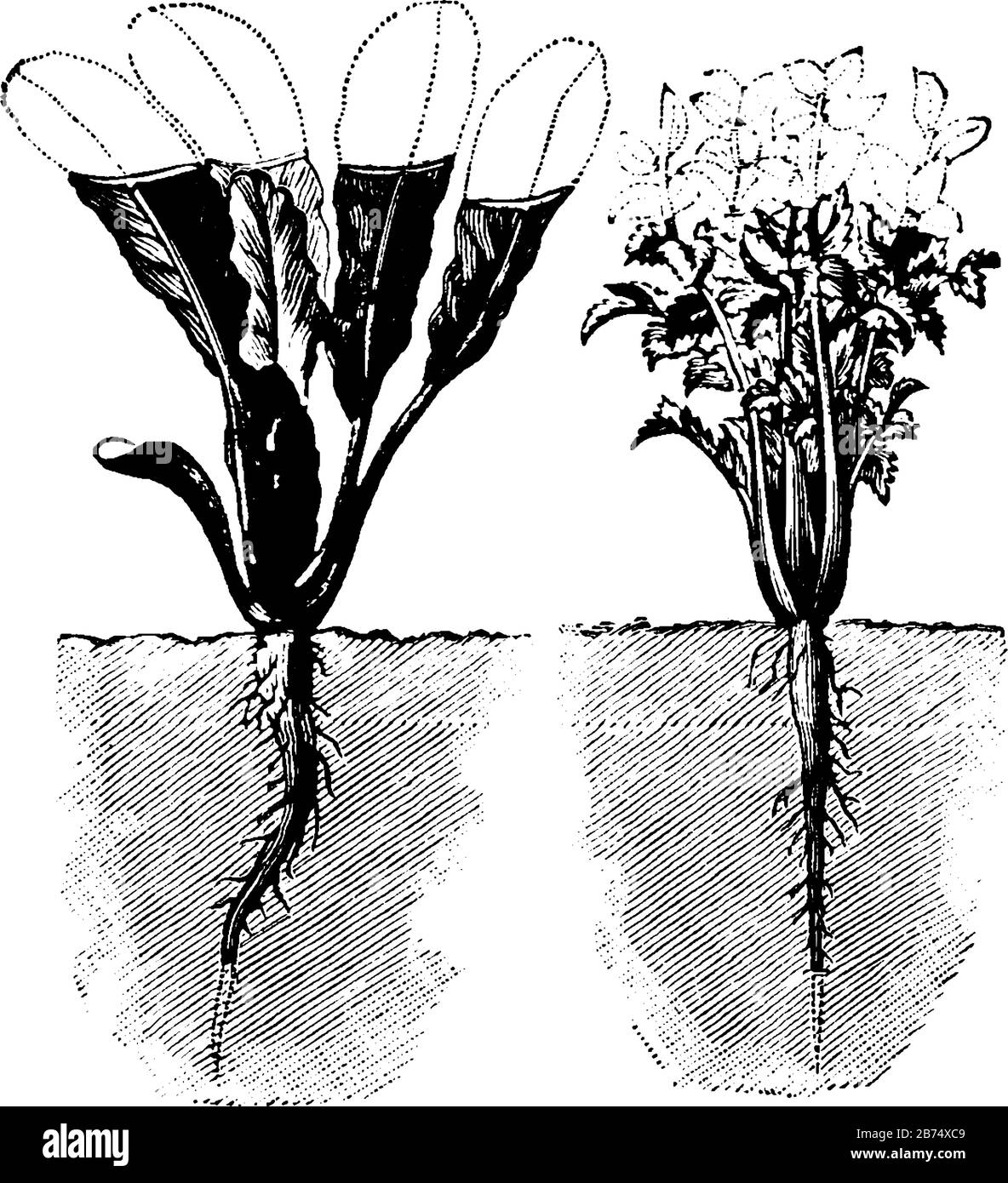 This illustration represents Shearing the root, vintage line drawing or ...